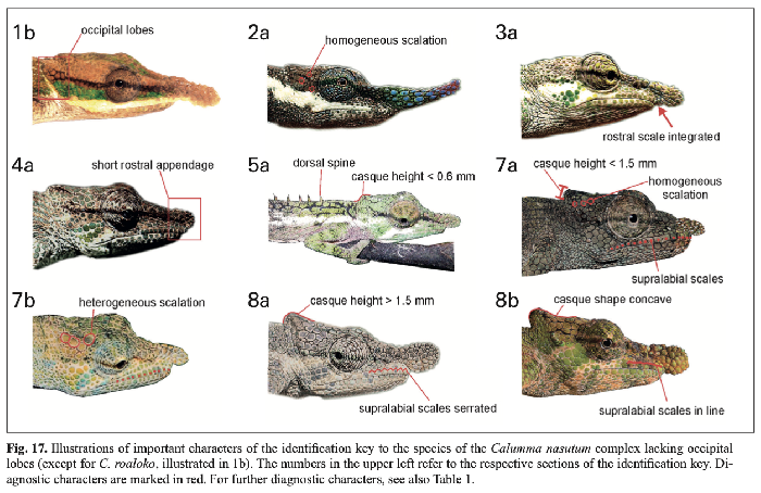 The Calumma nasutum complex :: Chameleons