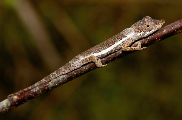 Calumma sp. van Haygen :: Chameleons