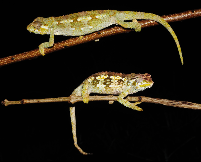 Trioceros incornutus :: Chameleons