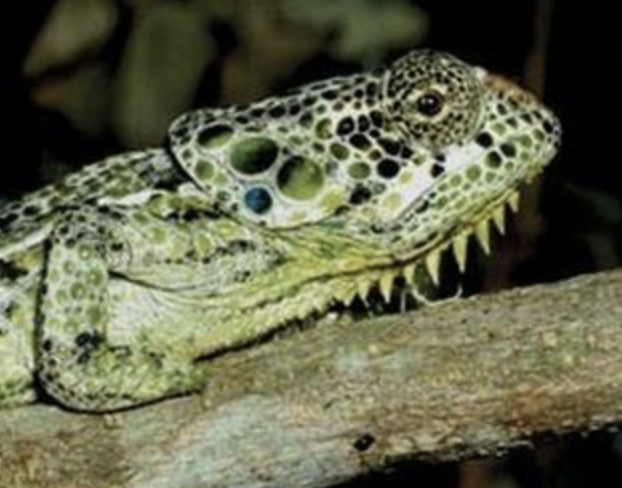 Calumma tsaratanaensis :: Chameleons