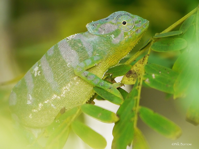Chamaeleo martensi :: Chameleons