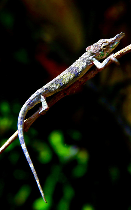Calumma sp. Moramanga :: Chameleons