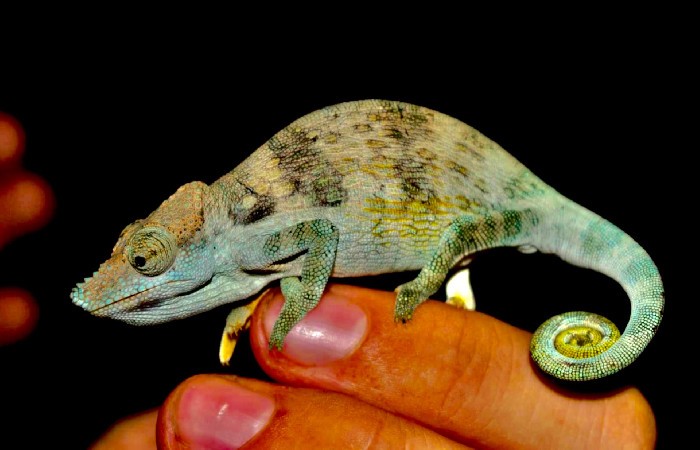 Kinyongia magomberae :: Chameleons