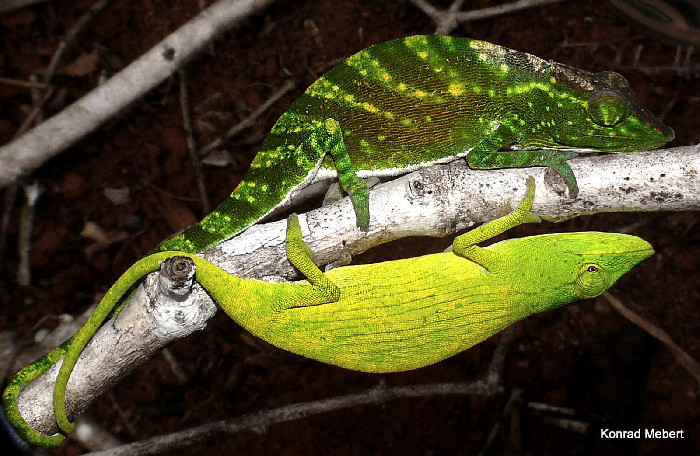 Calumma tarzan :: Chameleons