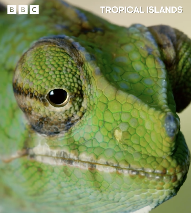 Furcifer labordi short life story by BBC :: Chameleons