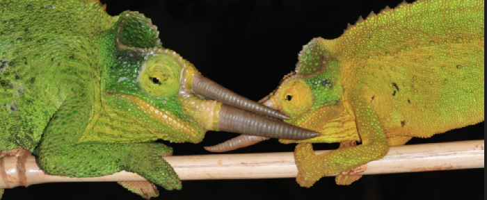 The Jackson's Chameleon is Giving Birth in Hawaii :: Chameleons