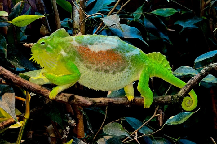 HOW TO PHOTOGRAPH A CHAMELEON :: Chameleons