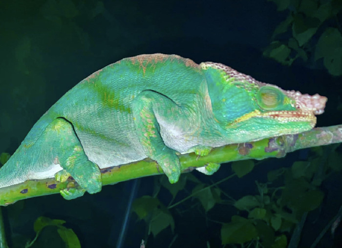Calumma parsonii White Lips :: Chameleons
