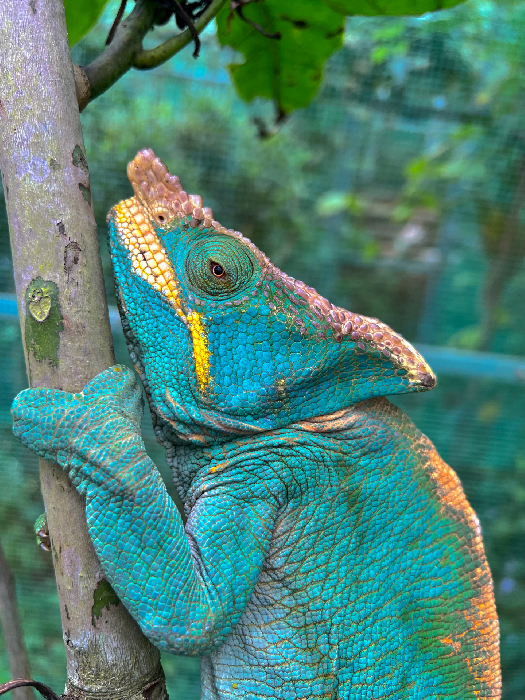 Humongous Natural Cages for Humongous Chameleons :: Chameleons