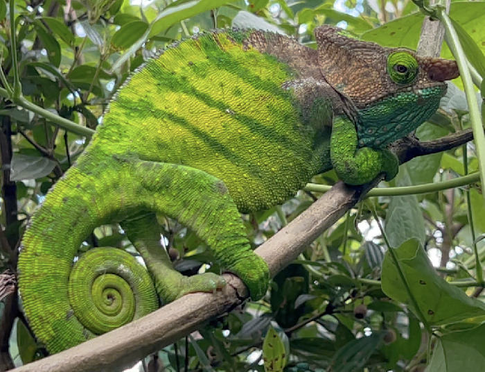 THE MATING RITUAL OF CHAMELEONS, Calumma oshaughnessyi :: Chameleons