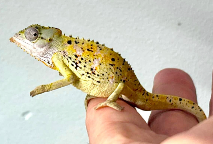 Archaius tigris CB :: Chameleons