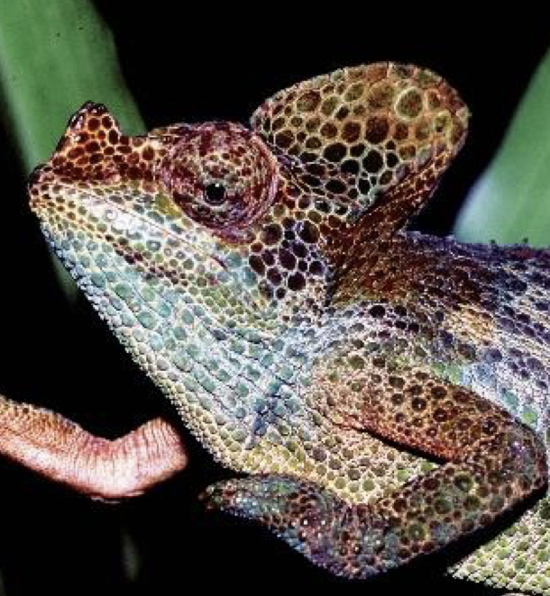 Chameleons of Uganda :: Chameleons