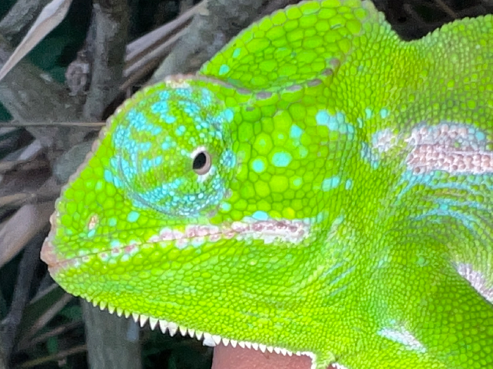 Diagnostic Features of Furcifer major :: Chameleons