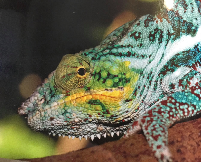 Furcifer pardalis from Nosy Faly, the True Original Appearance More ...