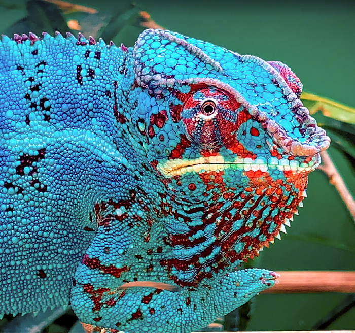 Why the Green Turns to Blue, a Detective Story :: Chameleons