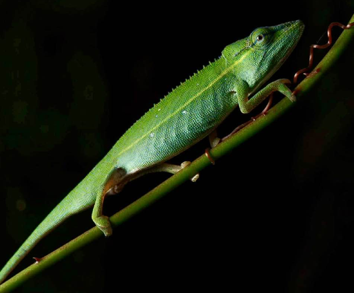 Calumma guilaumeti :: Chameleons