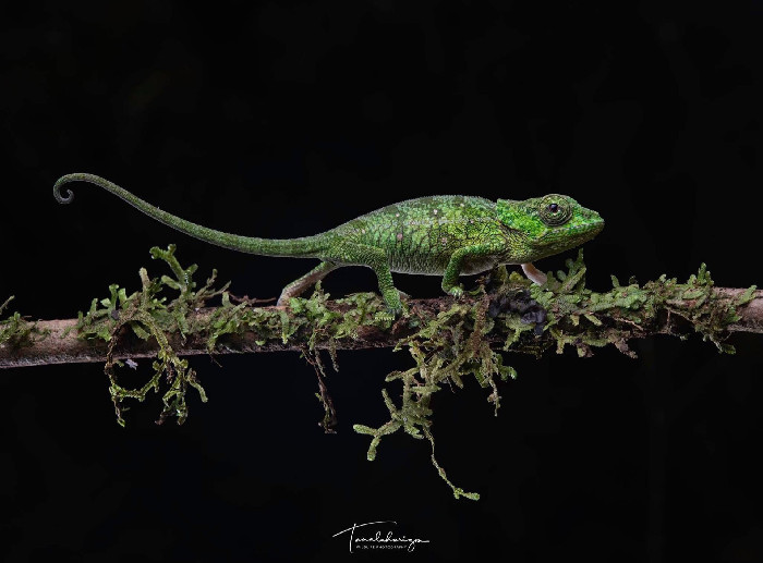 Calumma sp. N Madagascar :: Chameleons