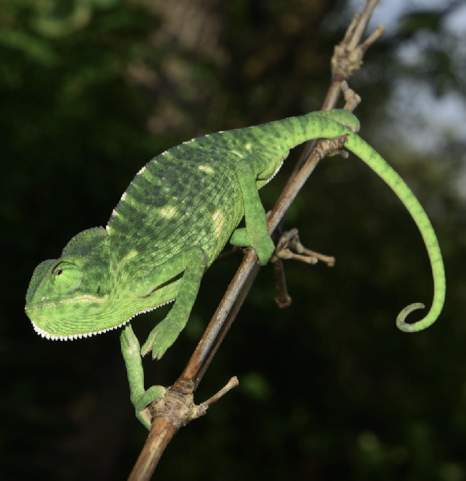 The Mount Abu Chameleon - Distribution of Chamaeleo zeylanicus in ...