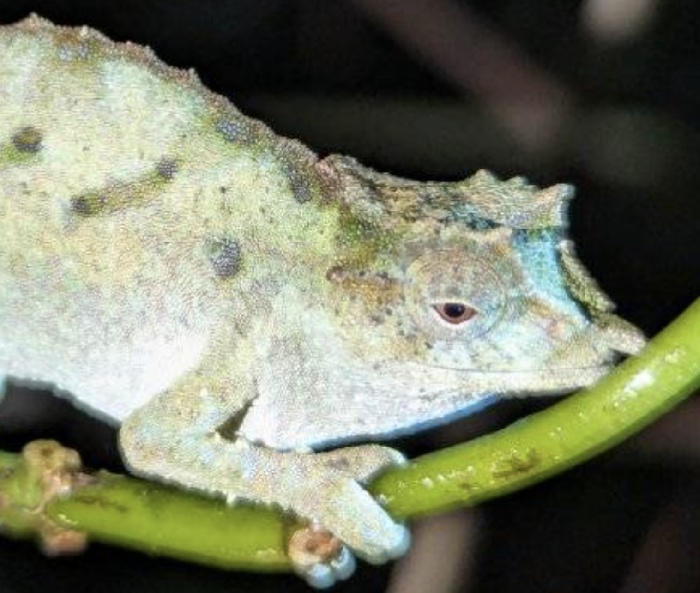A New Contribution to the Chameleon Diversity of the Nguru Mountains ...