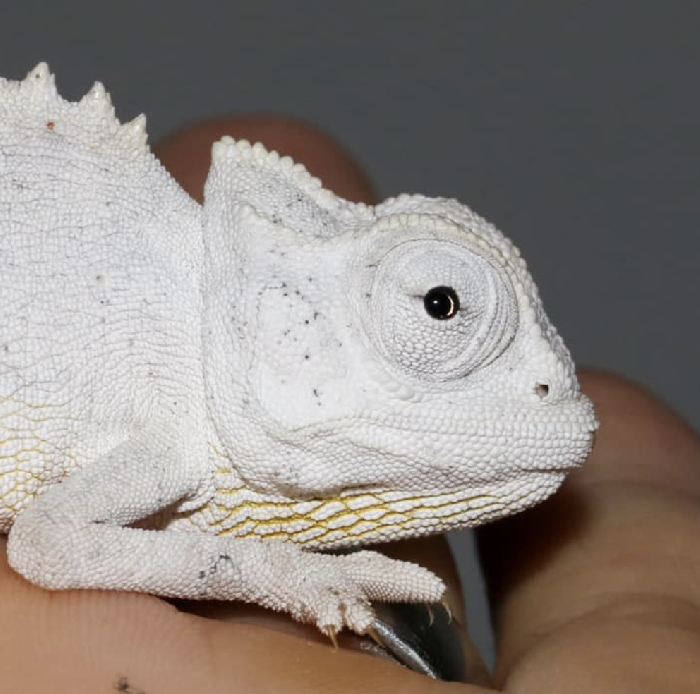 White Namaqua Chameleon Born in Captivity :: Chameleons
