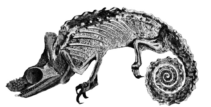 The Fascinating Story Behind Calumma parsonii: Parsons' Chameleon ...