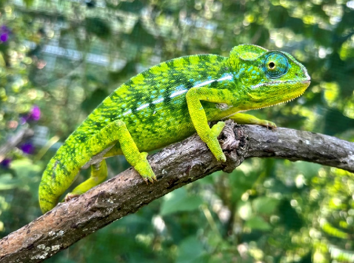 Furcifer major Reproduction in Pictures :: Chameleons