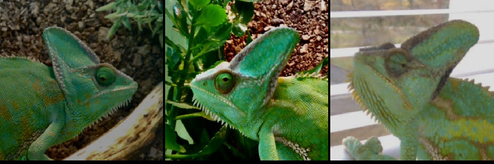 A Magical Metamorphosis: A Female Chameleon Becomes a Male :: Chameleons