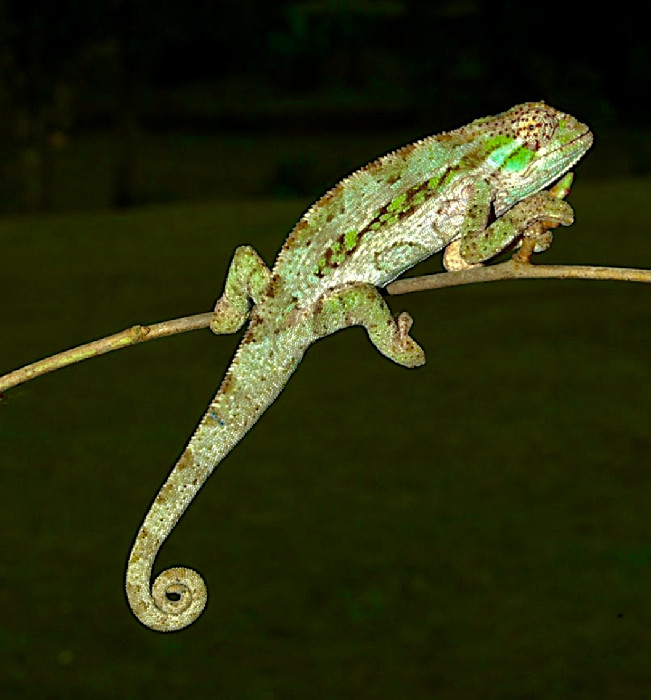 An Undescribed Chameleon from SW Ethiopia :: Chameleons