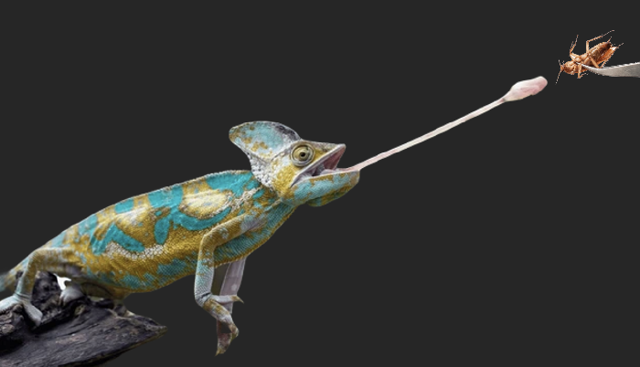Hand-Feeding of Chameleons: Tweezers or No Tweezers? :: Chameleons