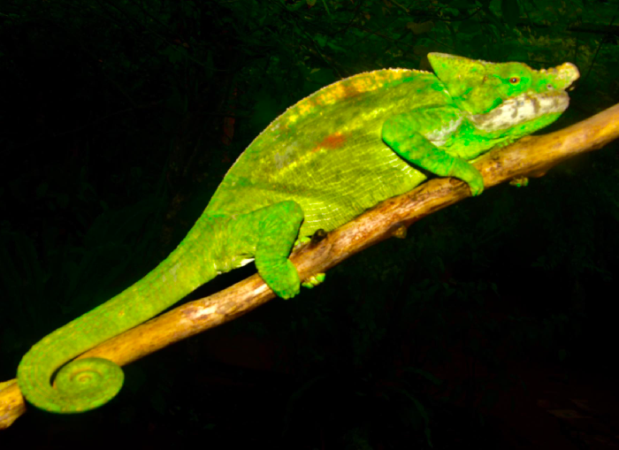 Calumma cristifer, a jewel of Andasibe, Madagascar :: Chameleons