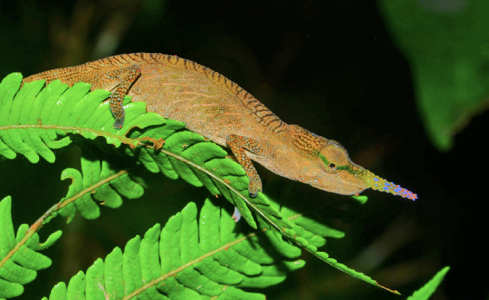 The Pinocchio Chameleon :: Chameleons
