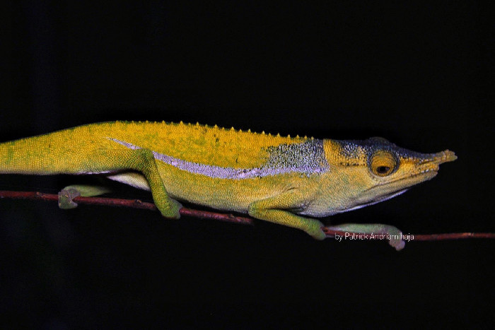 Hidden Treasures: The Elusive Calumma furcifer of Madagascar's ...