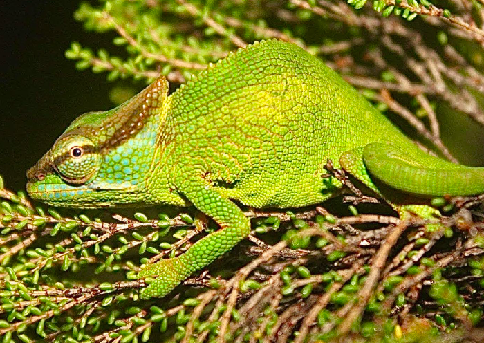 Calumma peyrierasi: A Ghost of the Marojejy Forest :: Chameleons