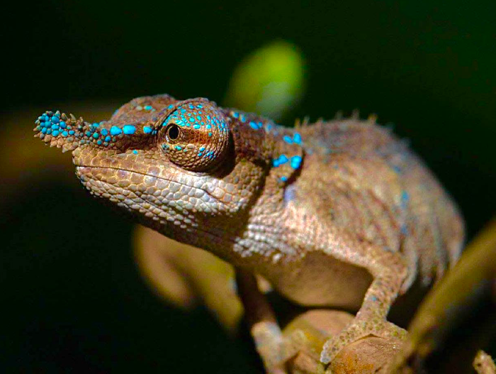 Unseen Colors: The Secret Life of Calumma uetzi :: Chameleons