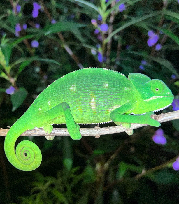 Sky Hunters and Scaled Prey: Avian Predation on the Indian Chameleon ...