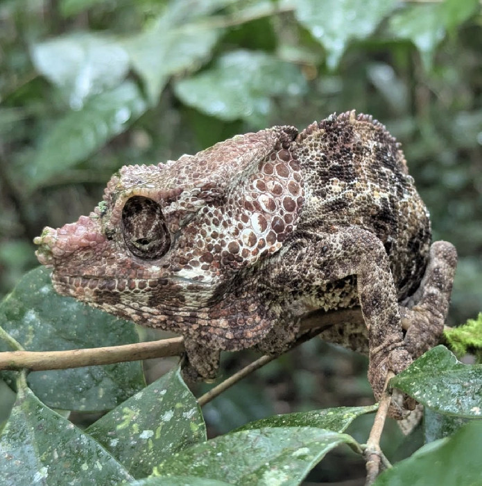 Cranial Deformity in Calumma brevicorne from Andasibe, Madagascar: A ...