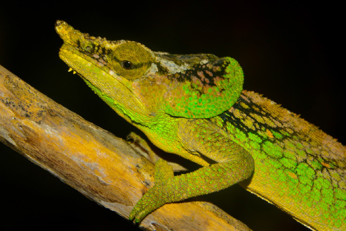Occipital Elegance: Insights into Calumma malthe :: Chameleons