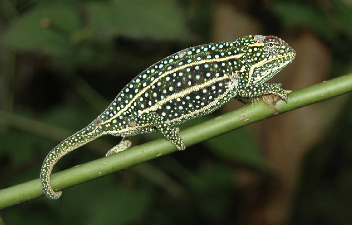 Roosting Ecology of the Jewelled Chameleon in Madagascar’s Highlands ...