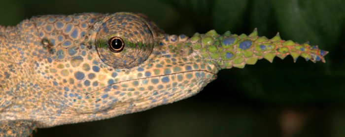 Calumma sp. cf. gallus, Unknown :: Chameleons