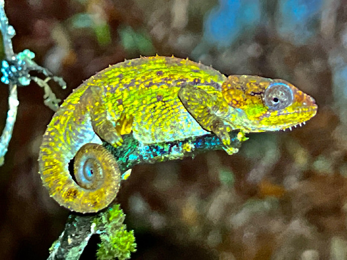 Across Water and Forest: The Chameleon of Ankaratra :: Chameleons