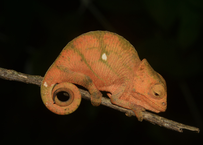 Why Do Babies of Large Calumma Species Show Orange Coloration ...