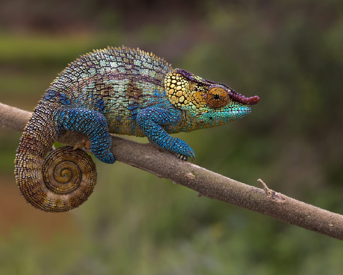 Blue-Legged Secrets: Calumma crypticum from Madagascar :: Chameleons