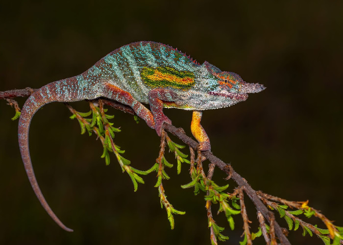 Radiant Lesser Chameleons: The Vibrant Beauty of Furcifer minor ...