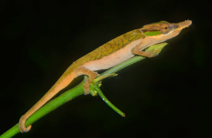 Two-Colored in the Canopy: Ecology of Calumma roaloko :: Chameleons