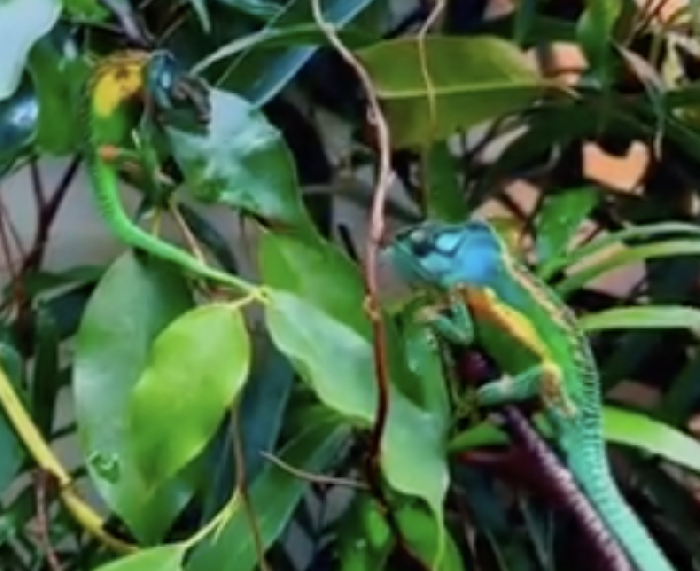 Myth 105: “Exposing Male Chameleons to Each Other Causes Stress ...