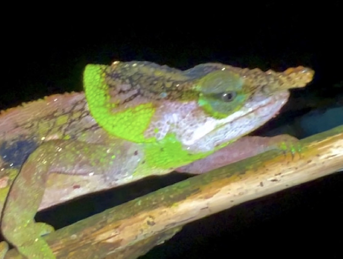 The Immense Beauty of Calumma malthe :: Chameleons