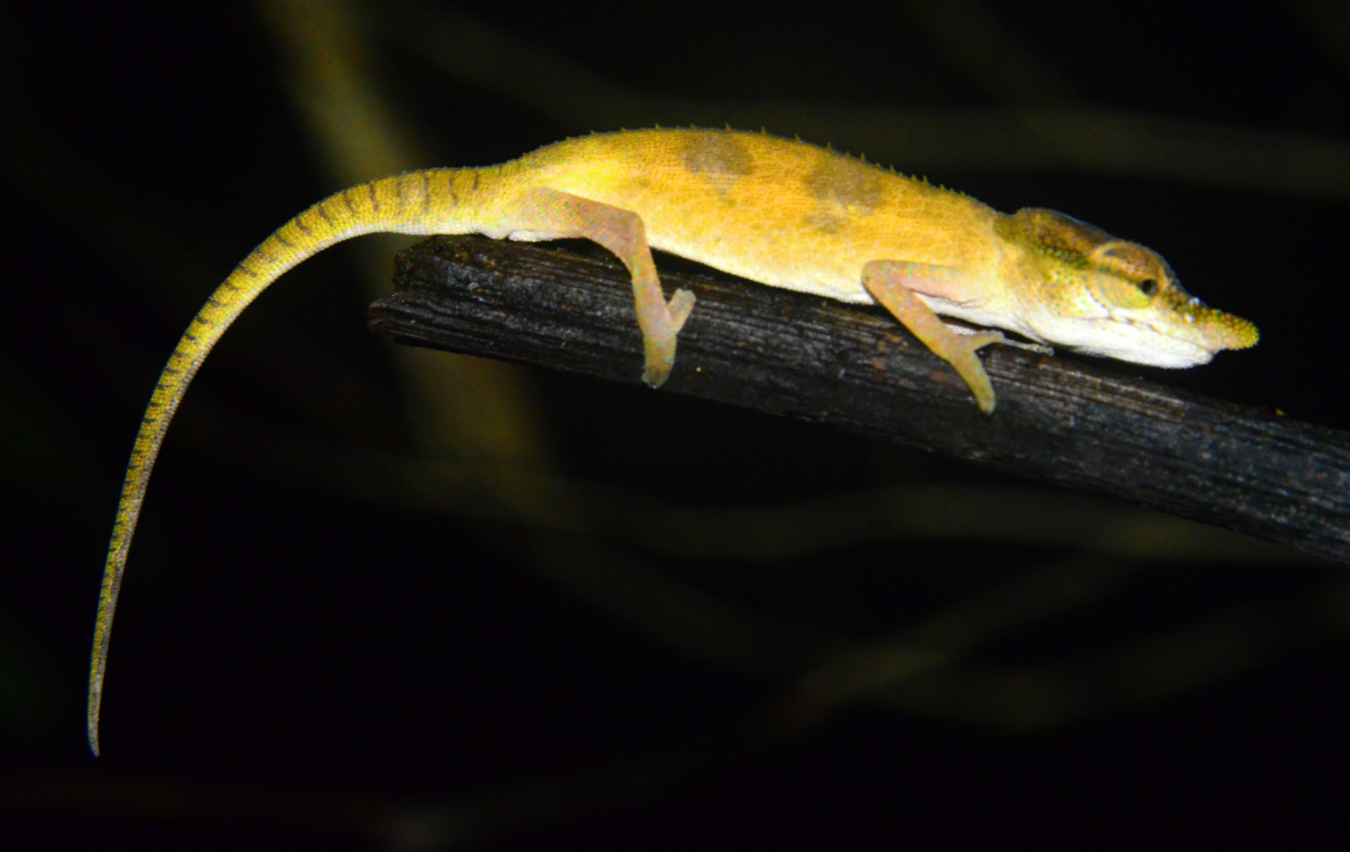 Chameleonofauna of Lokobe National Park, Nosy Be, Madagascar :: Chameleons