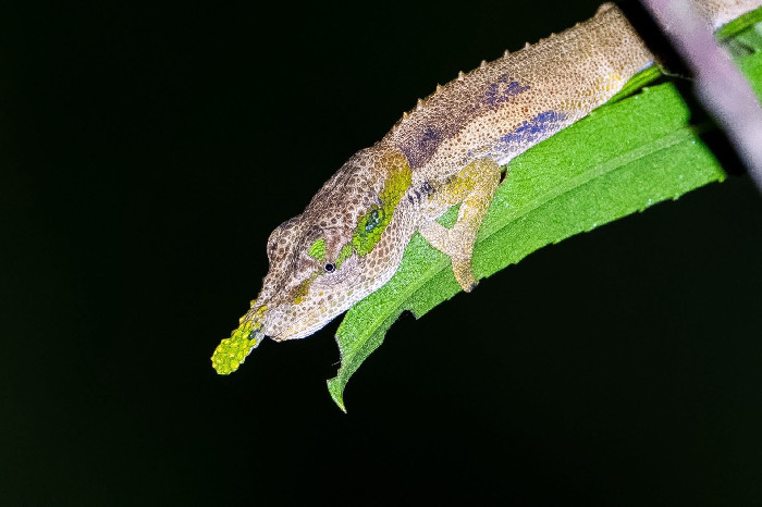 Calumma gehringi :: Chameleons
