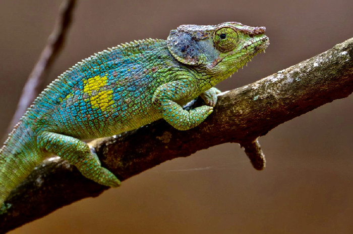 Hidden Arboreal Relict of Tsaratanana: Calumma peltierorum :: Chameleons