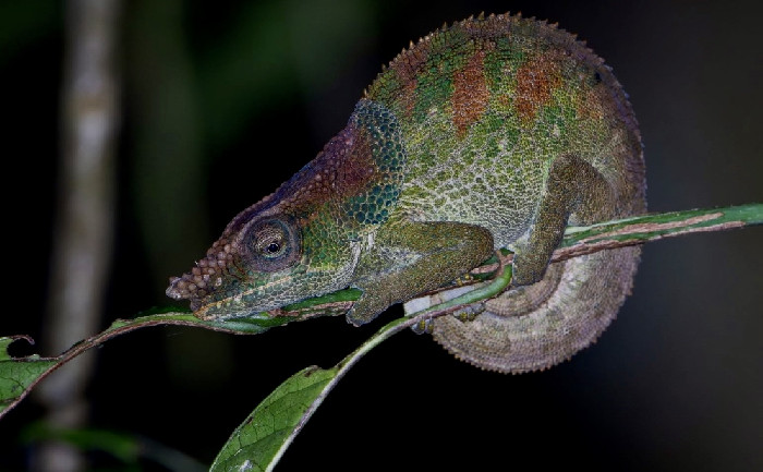 Fractured Lineages in Madagascar’s Forests: Calumma malthe :: Chameleons